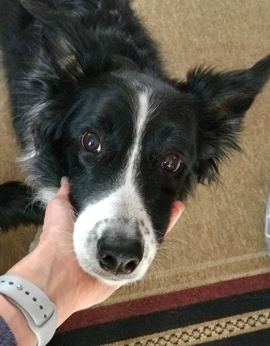 Luring VS Hand Targeting – Carolyn Close – Canine Fitness for Life